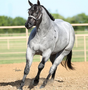 99+ Ảnh Con Ngựa, Chiến Mã Làm Hình Nền Cực Đẹp Phong Thuỷ