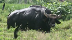 99+ Ảnh Con Bò Sinh Động Thân Thuộc Gần Gũi Ngoài Tự Nhiên