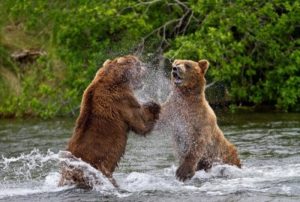 99+ Ảnh Con Gấu Dễ Thương Đáng Yêu Thích Mật Ong