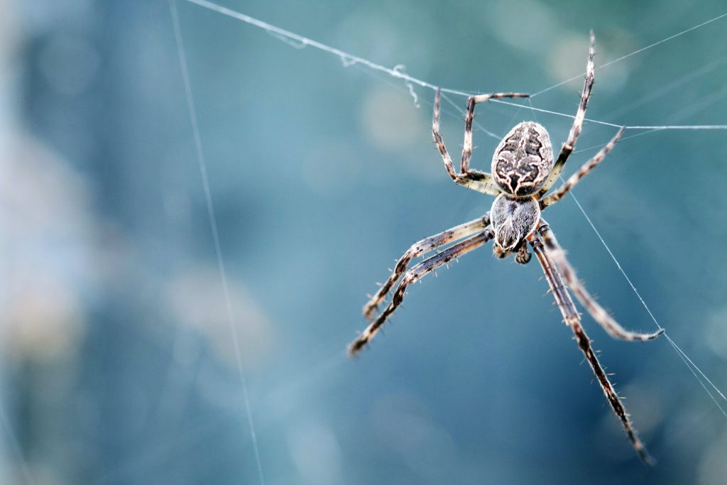 99+ Hình Ảnh Con Nhện Giăng Tơ, Nhện Nhiều Màu Sắc Độc Đáo