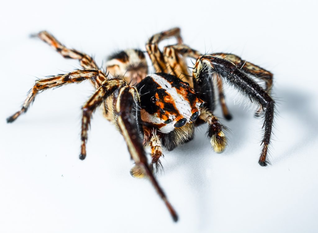 99+ Hình Ảnh Con Nhện Giăng Tơ, Nhện Nhiều Màu Sắc Độc Đáo